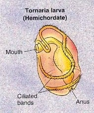 DR ZAKIR HUSSAIN MEMORIAL BHARATIYA VIDYA VIHAR TALENT DEVELOPMENT ...
